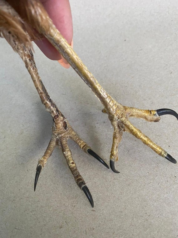 Taxidermy paws with claws Hawk Accipitrinae | Etsy