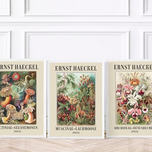 Ernst Haeckel Vintage Botanical Prints Set of Three, Vintage Kitchen ...