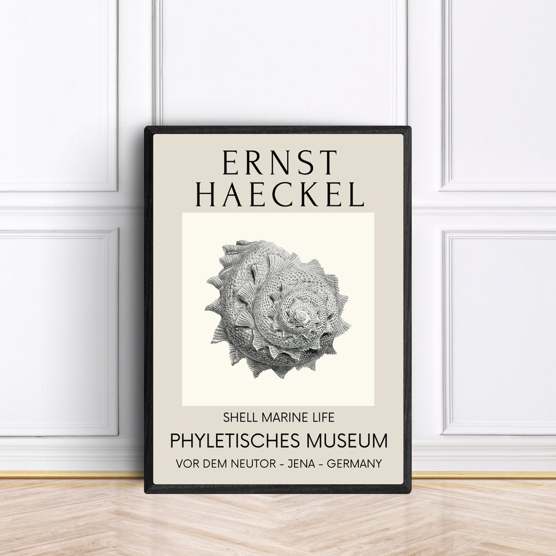 Ernst Haeckel Print, Shell Marine Life Wall Art, Vintage Kitchen Decor ...