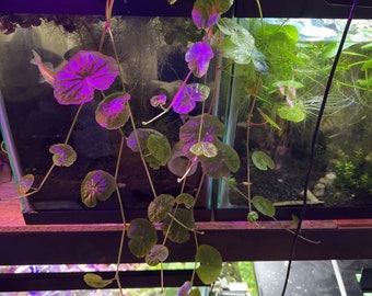 Hydrocotyle Tripartita Mini / Hydrocotyle Tripartita Sp. Japan / Mini ...