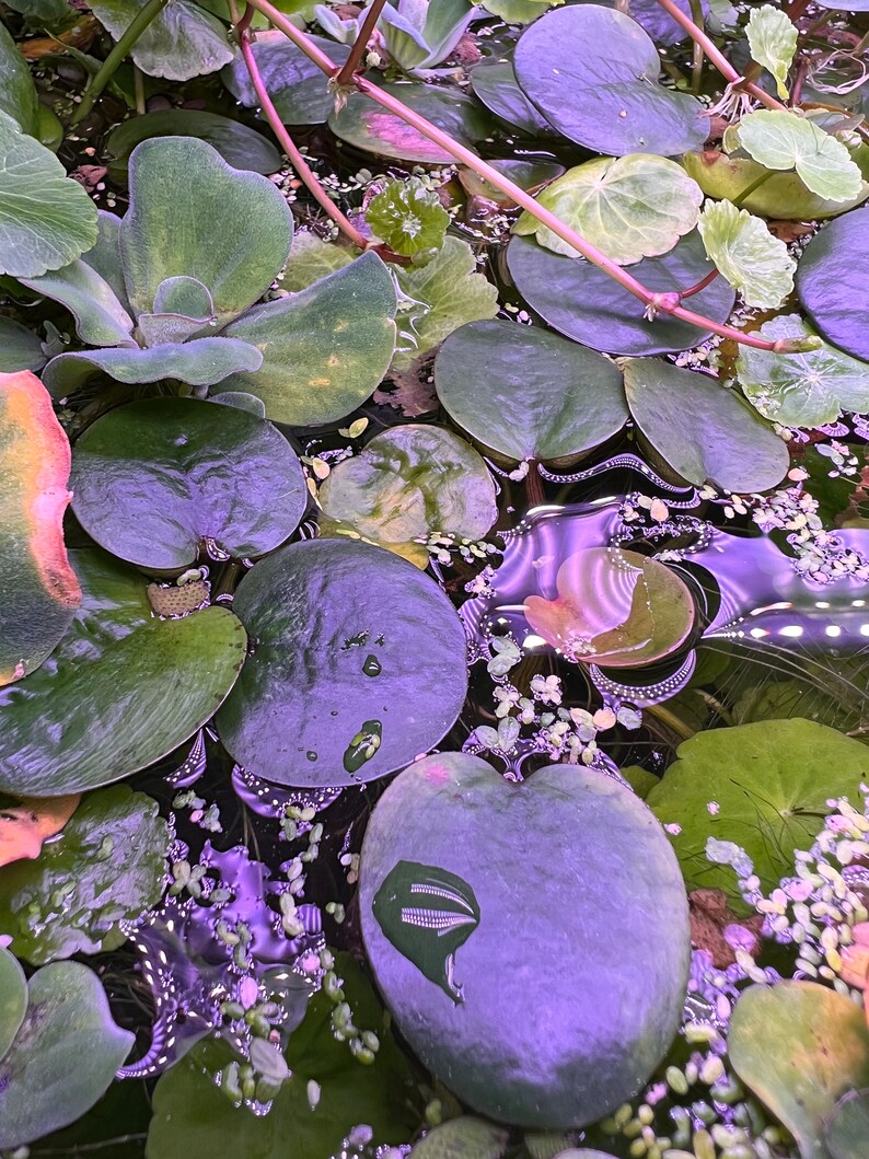 Complete Floating Plant Package - Etsy