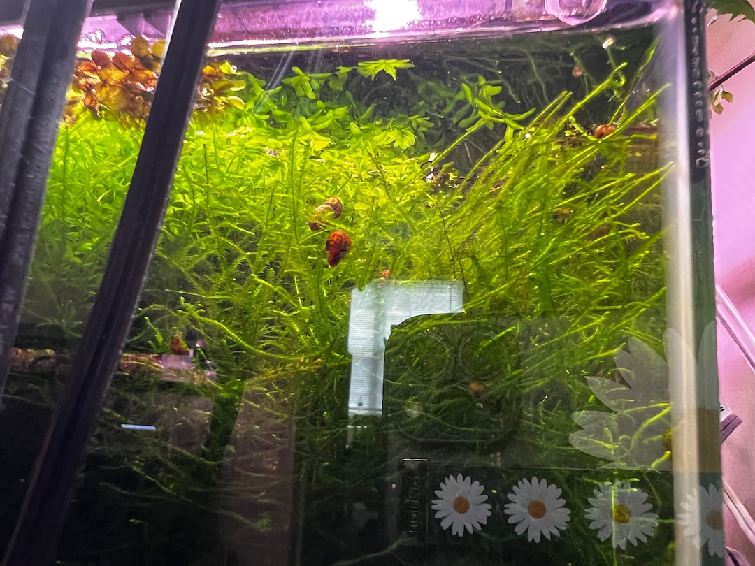 Java Moss Aquarium Moss - Etsy