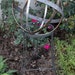 Large Orb Stand Outdoor Uncoated Garden Flowerbed Amish Handmade - Etsy
