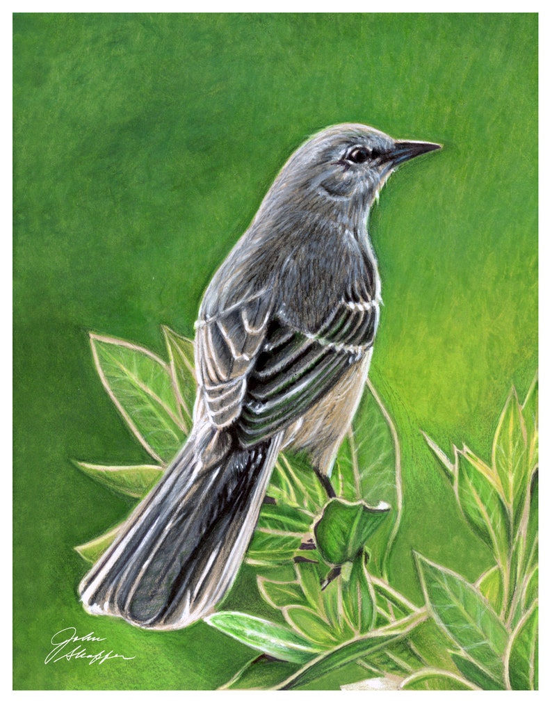 Mockingbird With Green Background, Printable Art, 5x7, 8x10, 11x14 - Etsy