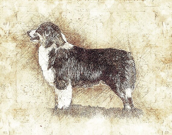 Australian Shepherd Aussie Dog Art Dog Sketch Art Dog - Etsy