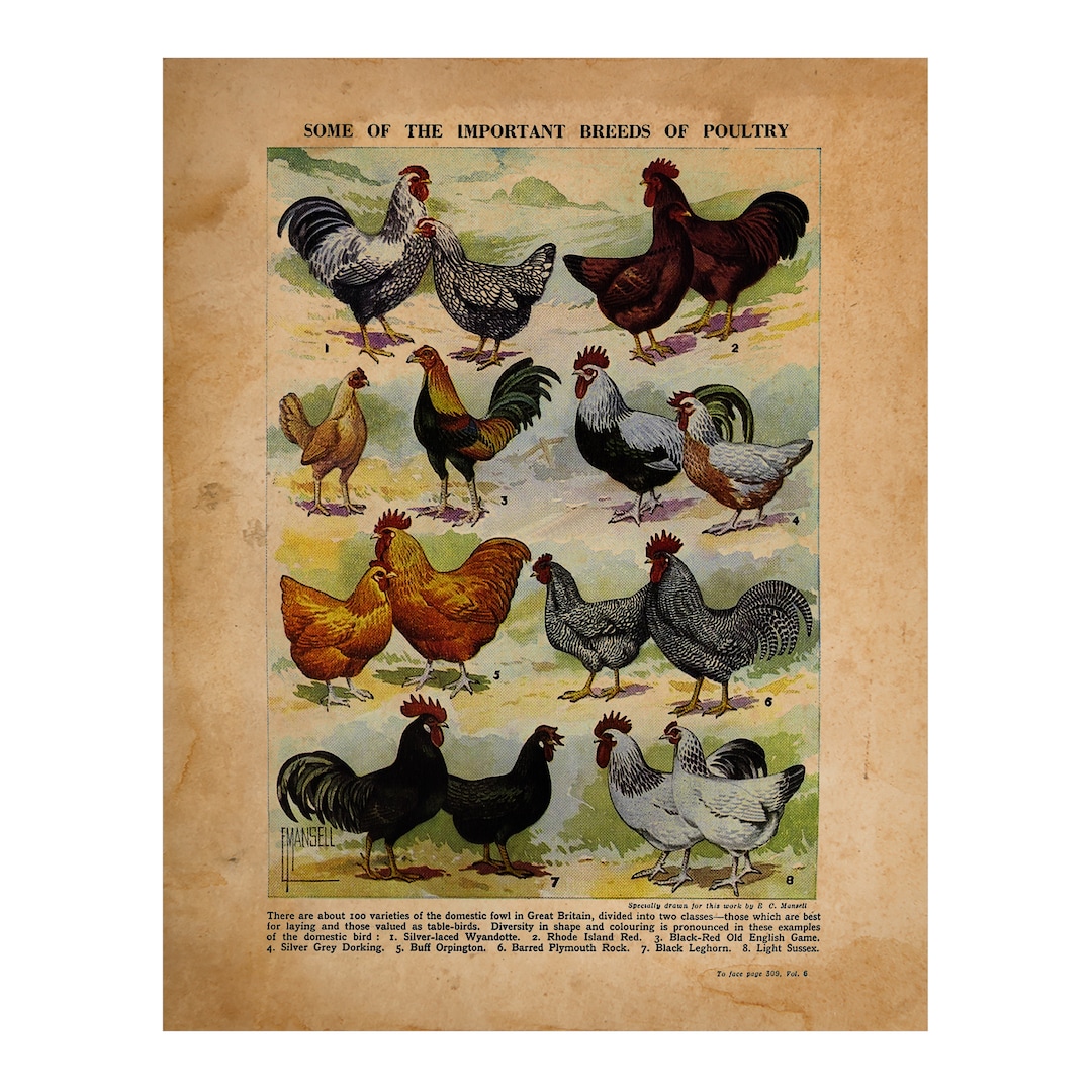 Chicken Poster chicken Breeds poultry Breeds Art poultry Artwork ...