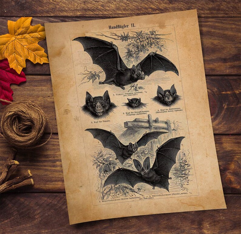 Bat Art Print Bat Artwork Bat Poster Bat Lover Art Bat - Etsy