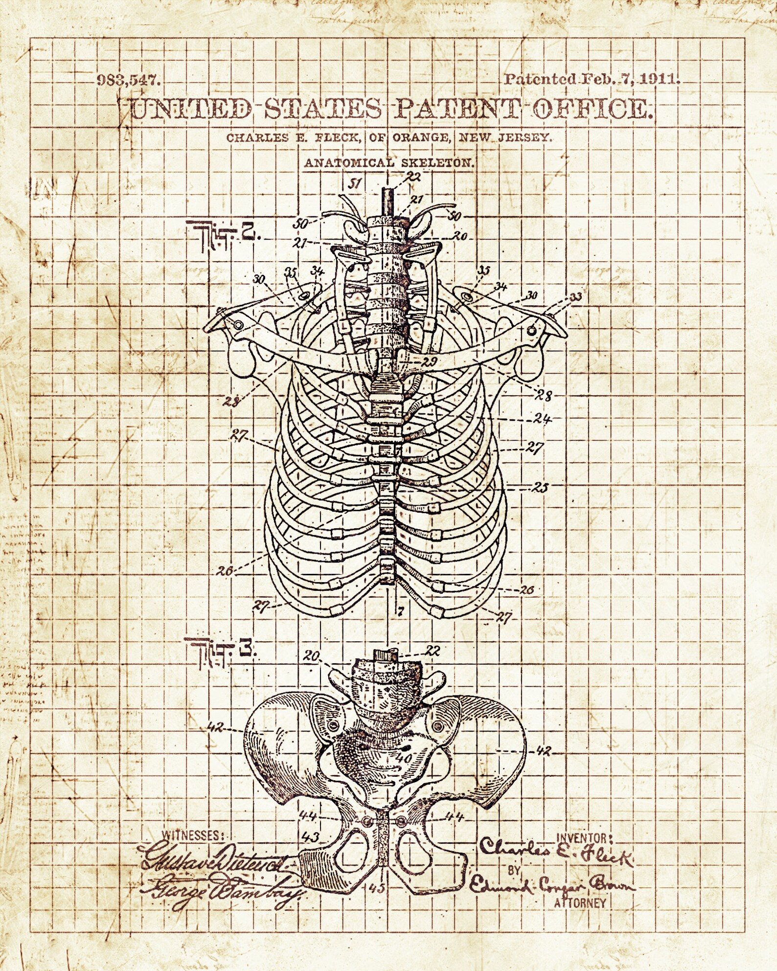 Skeleton Patent human Skeleton anatomy Art Print anatomy | Etsy
