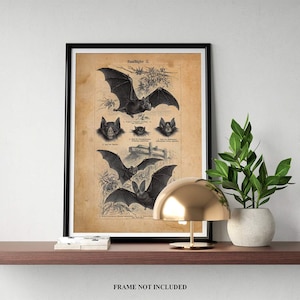 Bat Art Print Bat Artwork Bat Poster Bat Lover Art Bat Species Art ...