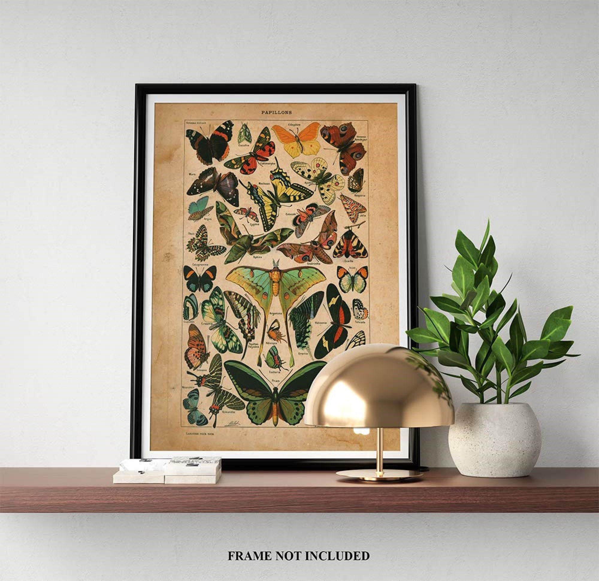 Butterfly Poster Papillon Art Butterflies Poster Millot - Etsy