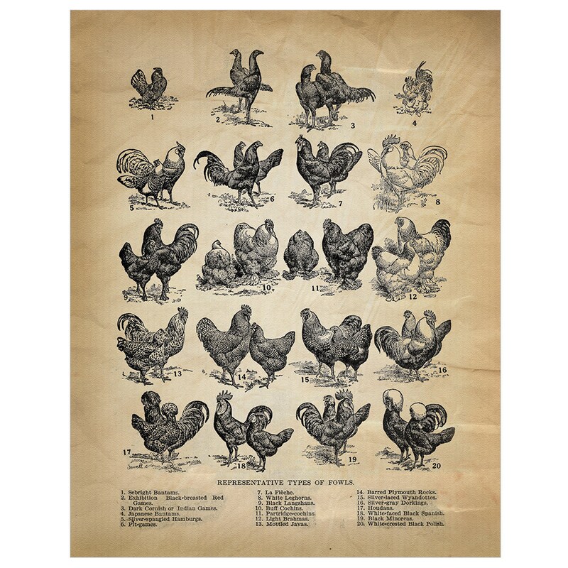 Chicken Breeds Poster - Etsy