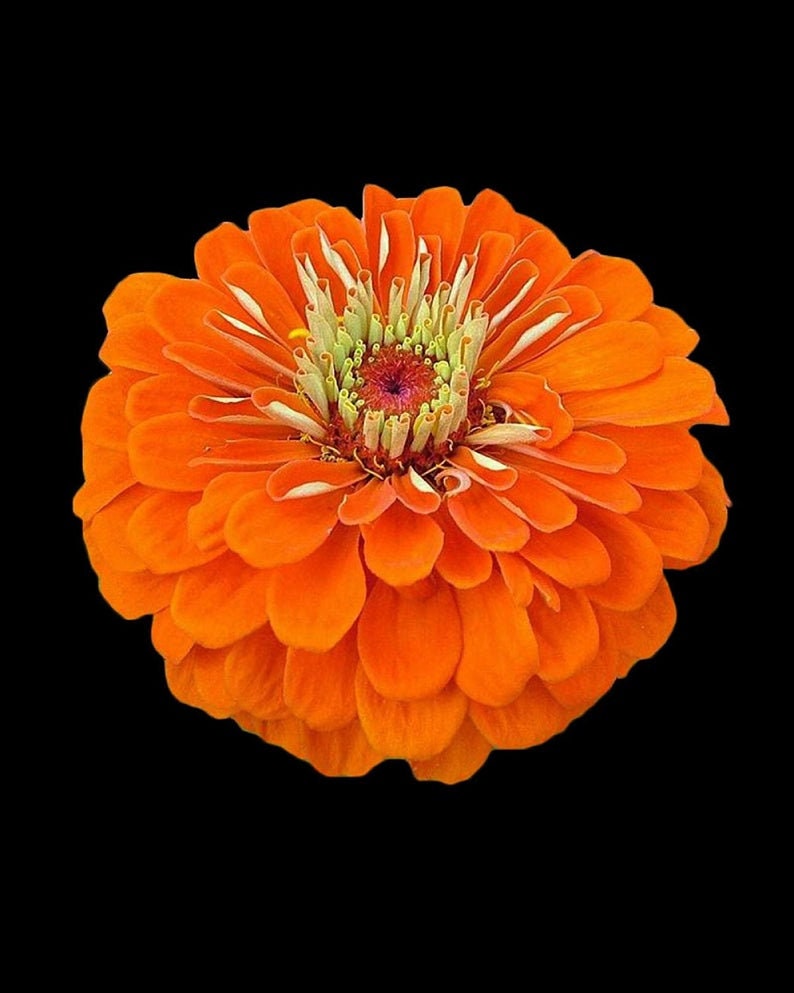 Floral Wall Art Set Simple Flower Print Flowers Minimal - Etsy