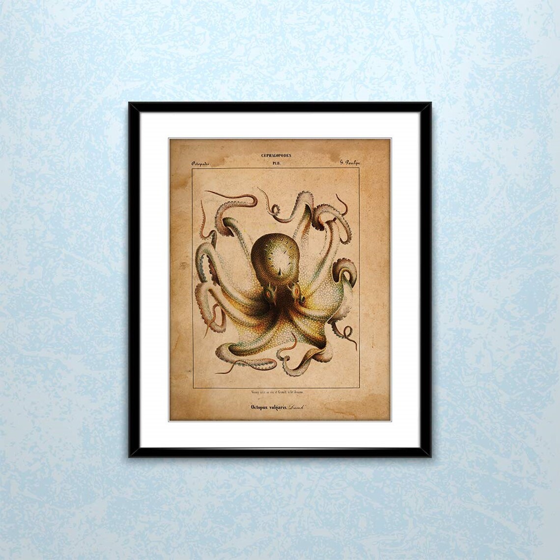 Octopus Vulgaris Cephalopoda Squid Art Octopus Wall Art | Etsy