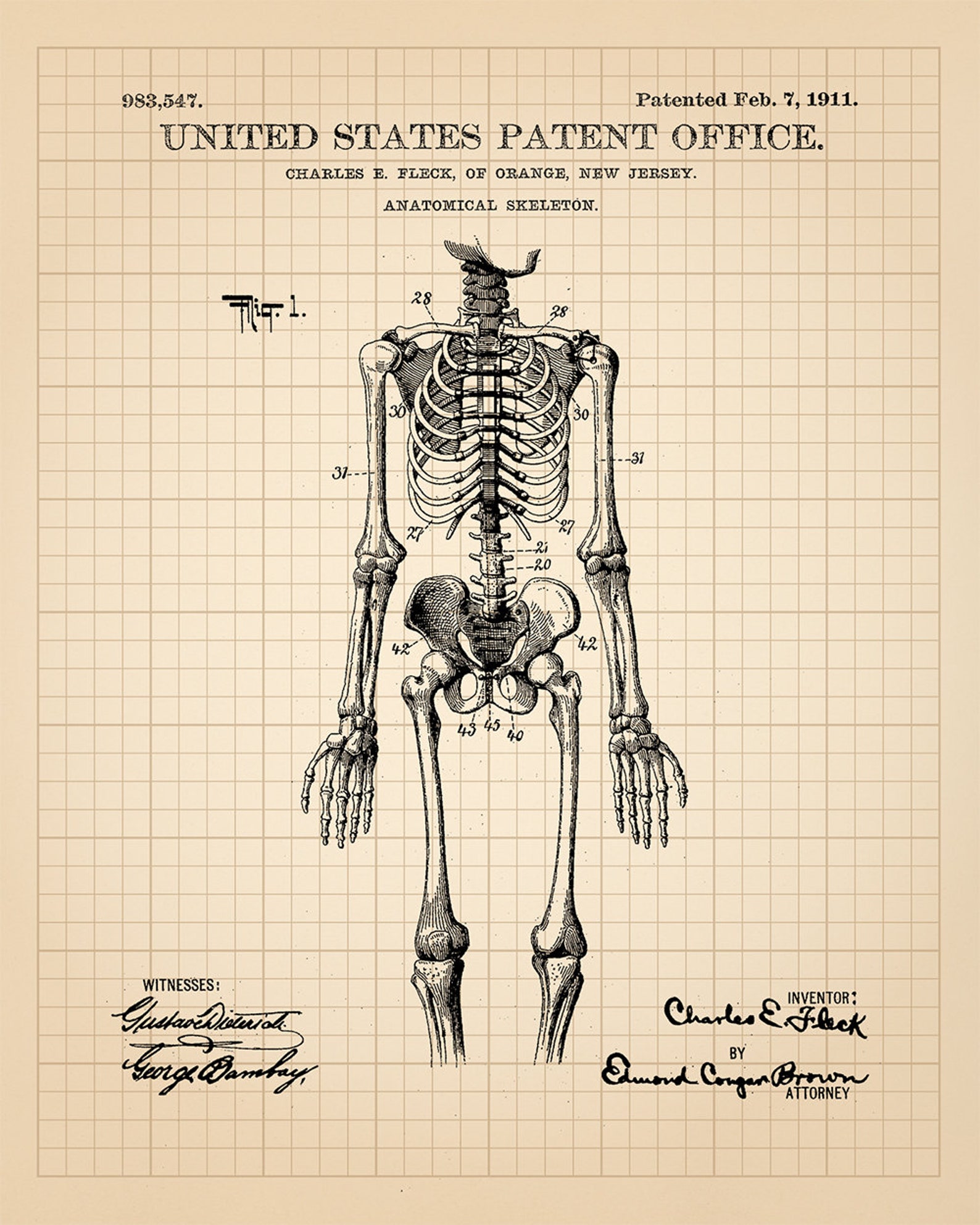 Skeleton Patent human Skeleton anatomy Art Print anatomy - Etsy