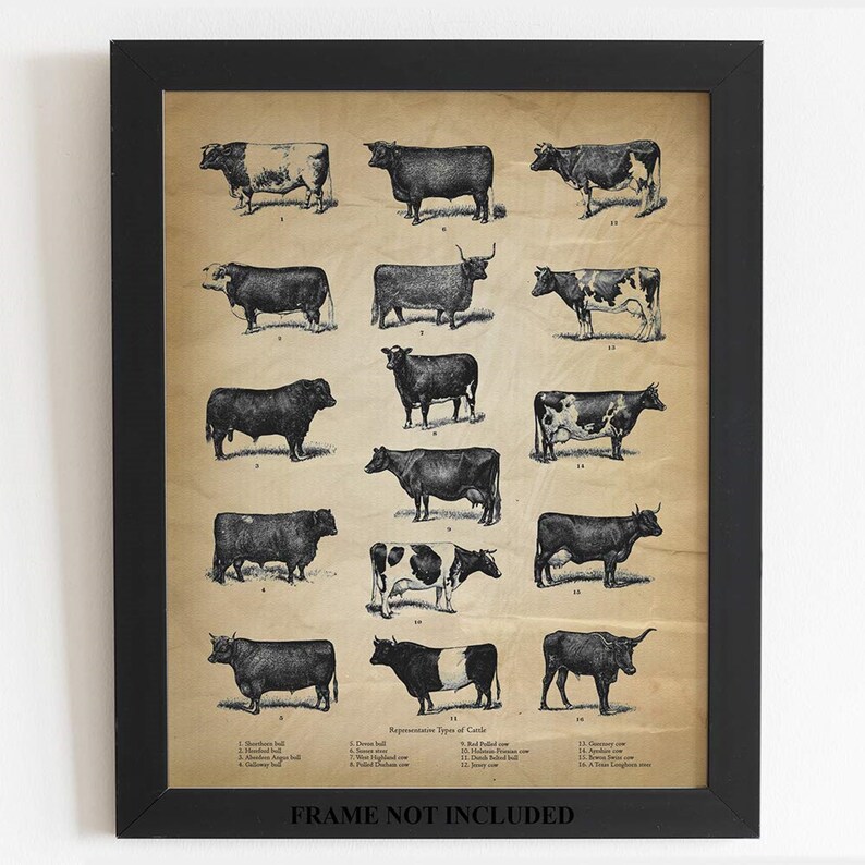 Cow Wall Art Cow Poster Cow Breeds Chart Vintage Cattle - Etsy
