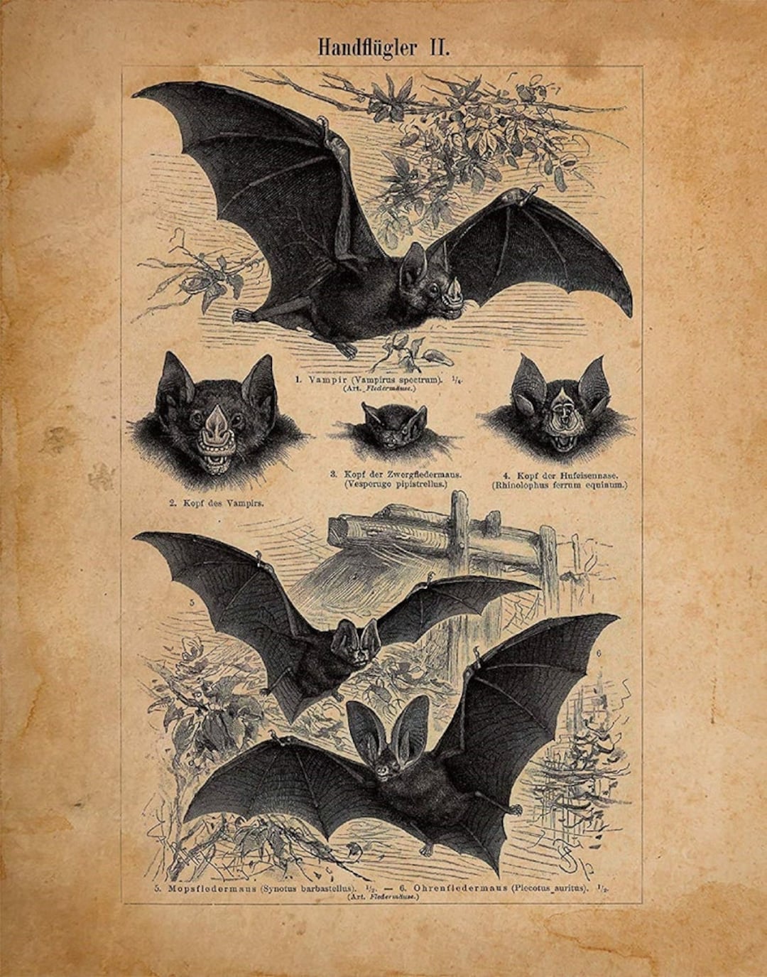 Bat Art Print Bat Artwork Bat Poster Bat Lover Art Bat Species Art ...