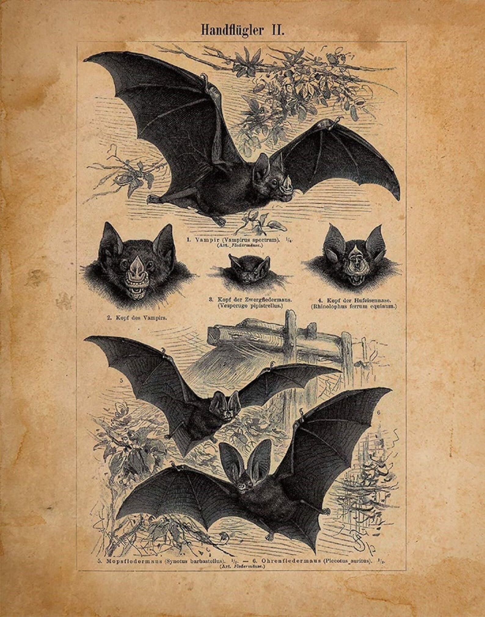 Bat Art Print Bat Artwork Bat Poster Bat Lover Art Bat - Etsy