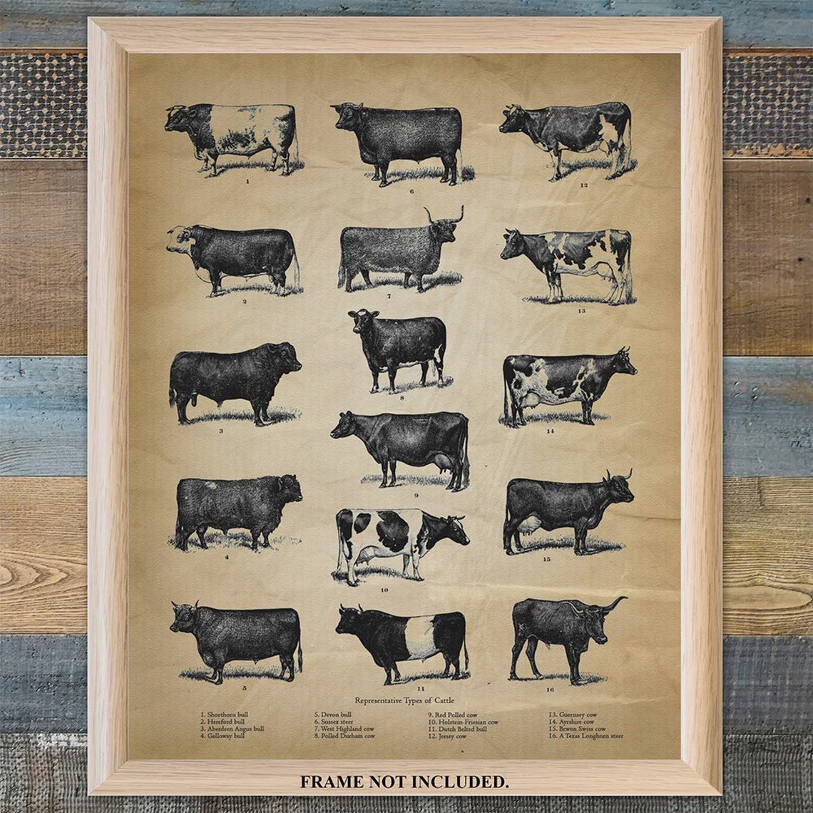 Cow Wall Art Cow Poster Cow Breeds Chart Vintage Cattle - Etsy