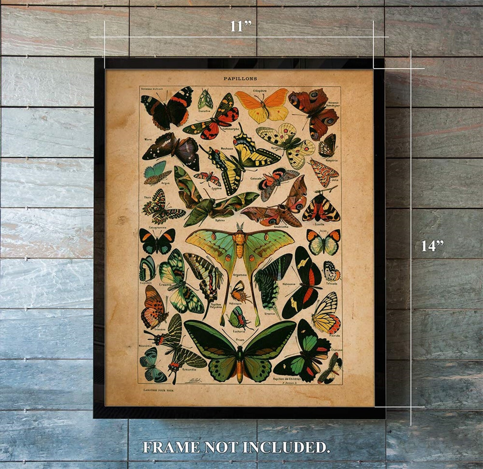 Butterfly Poster Papillon Art Butterflies Poster Millot - Etsy