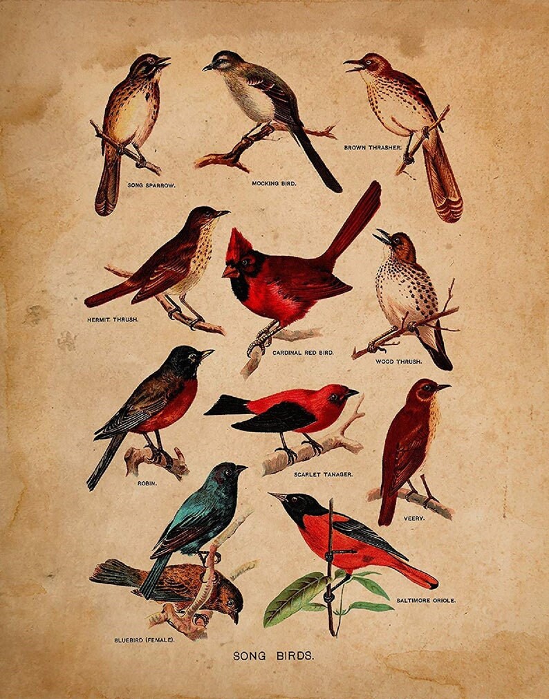 Colorful Birds Song Bird Theme Garden Song Birds Vintage Songbird Art ...