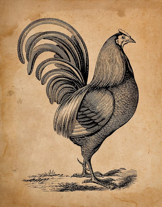 Rooster Poster Rooster Drawing Chicken Artwork Rooster | Etsy
