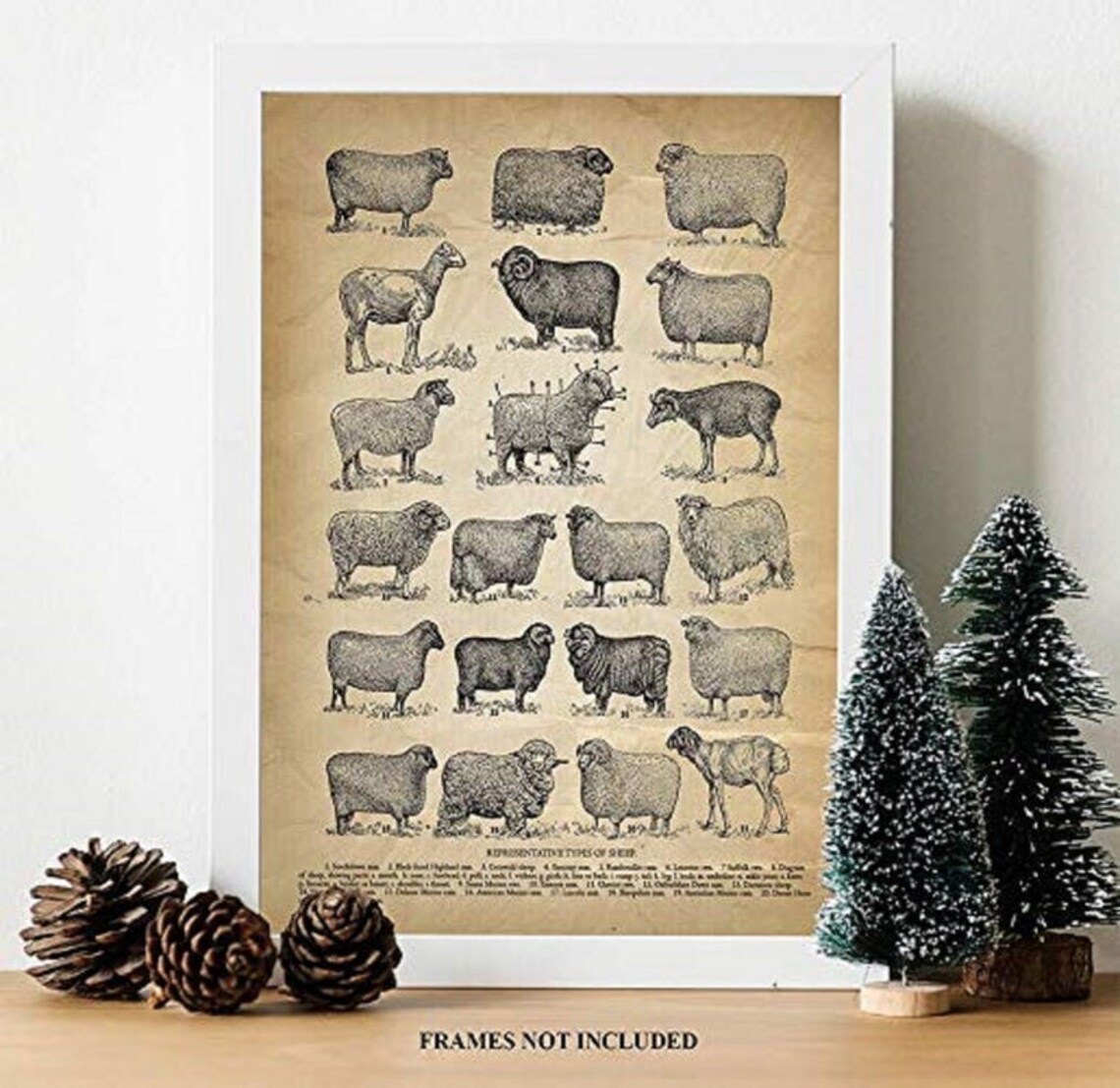 Sheep Breeds Poster Types of Sheep Sheep Poster Antique - Etsy Canada