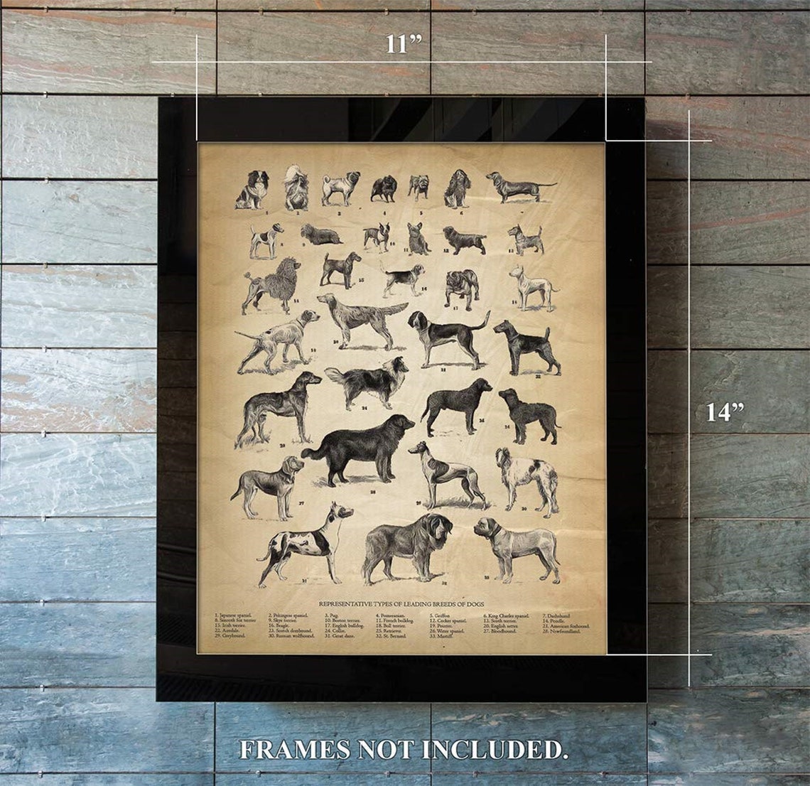 Dog Breeds Poster Canine Design Dog Types Dog Sketch Art - Etsy