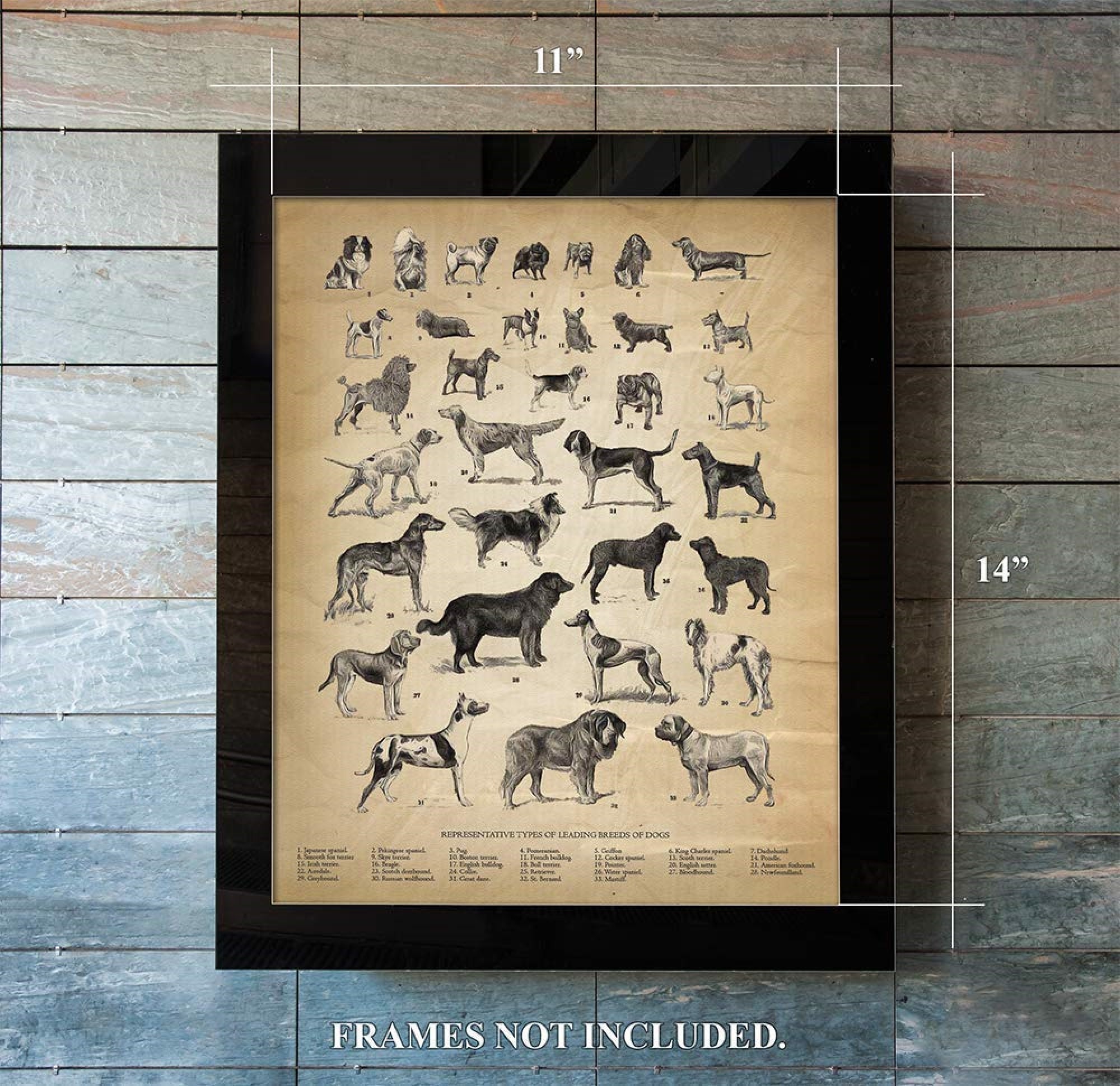 Dog Breeds Poster Canine Design Dog Types Dog Sketch Art - Etsy
