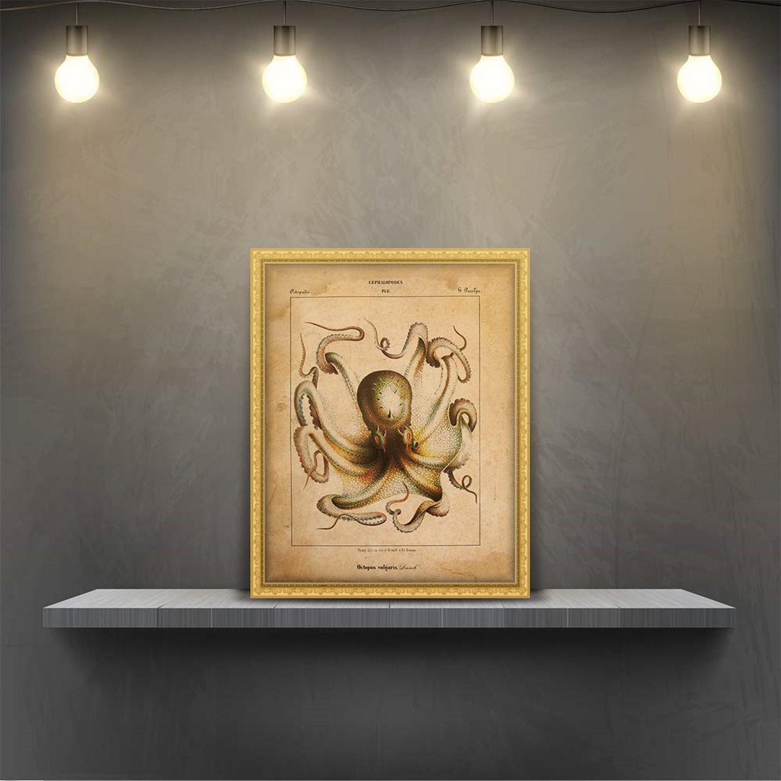 Octopus Vulgaris Cephalopoda Squid Art Octopus Wall Art | Etsy