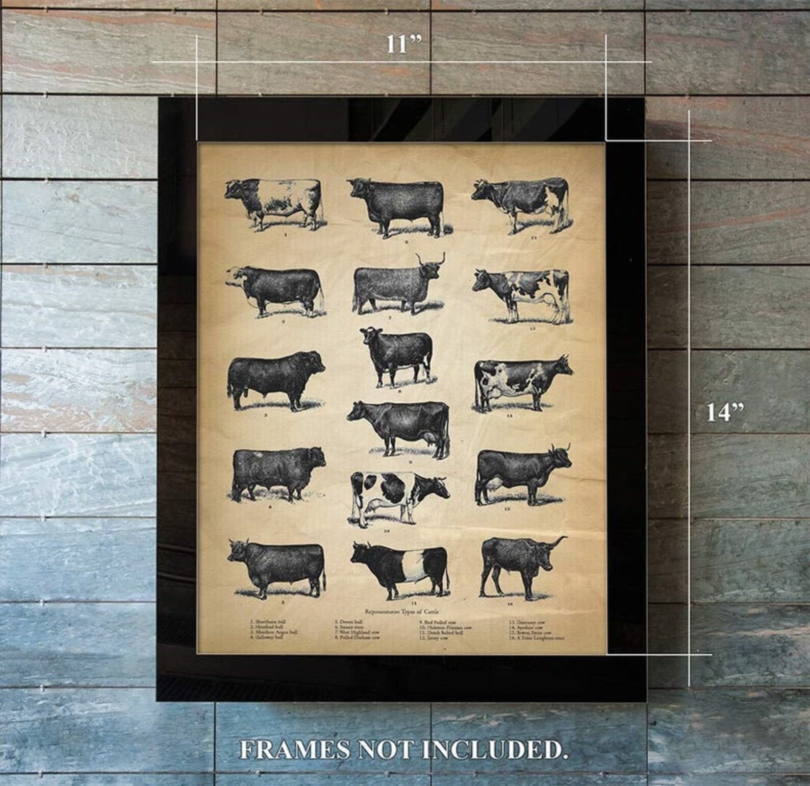 Cow Wall Art Cow Poster Cow Breeds Chart Vintage Cattle Print cow Art Poster antique Cow Print ...