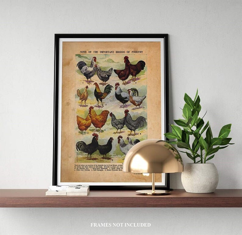 Chicken Poster chicken Breeds poultry Breeds Art poultry Artwork ...