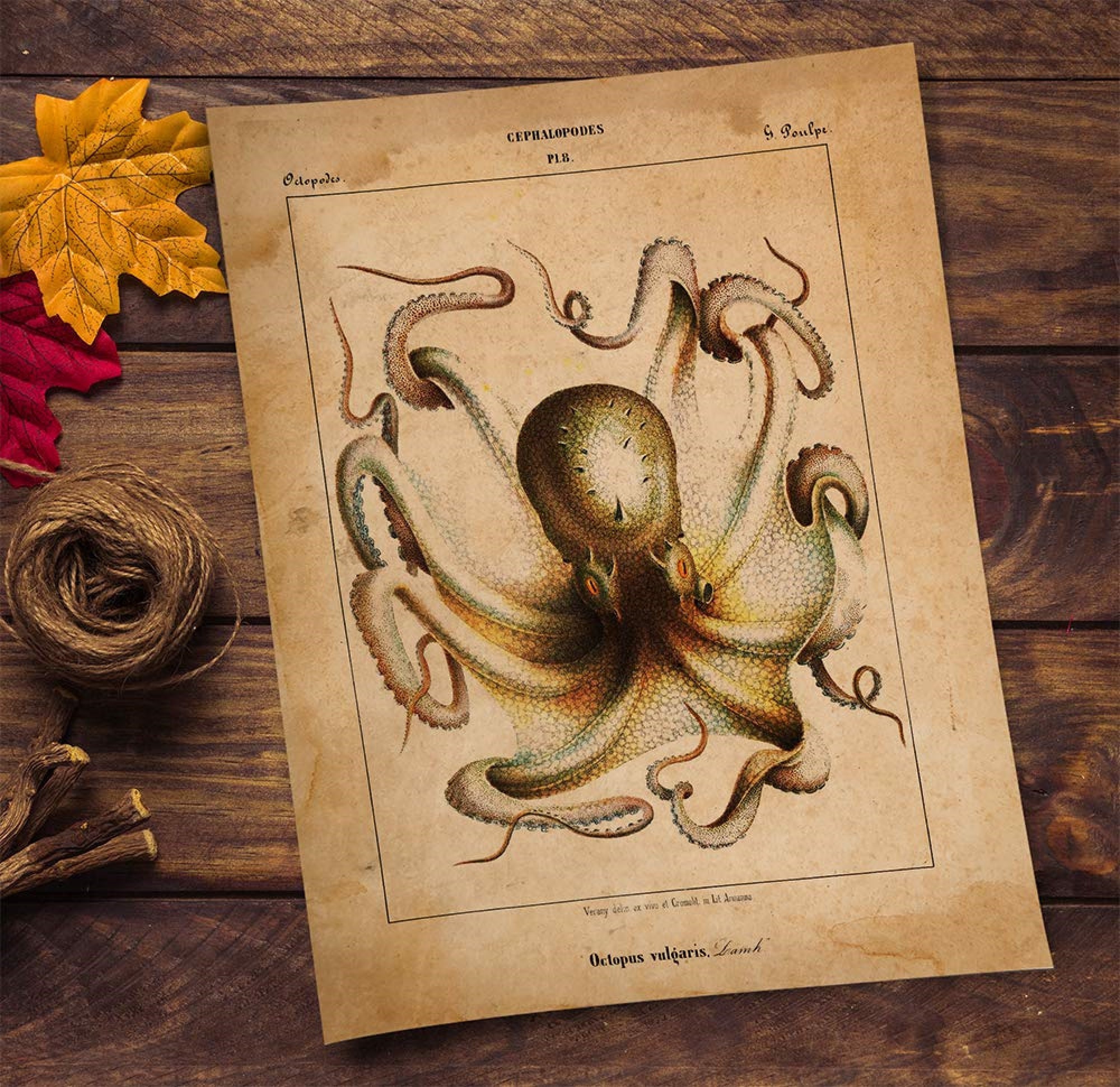 Octopus Vulgaris Cephalopoda Squid Art Octopus Wall Art | Etsy