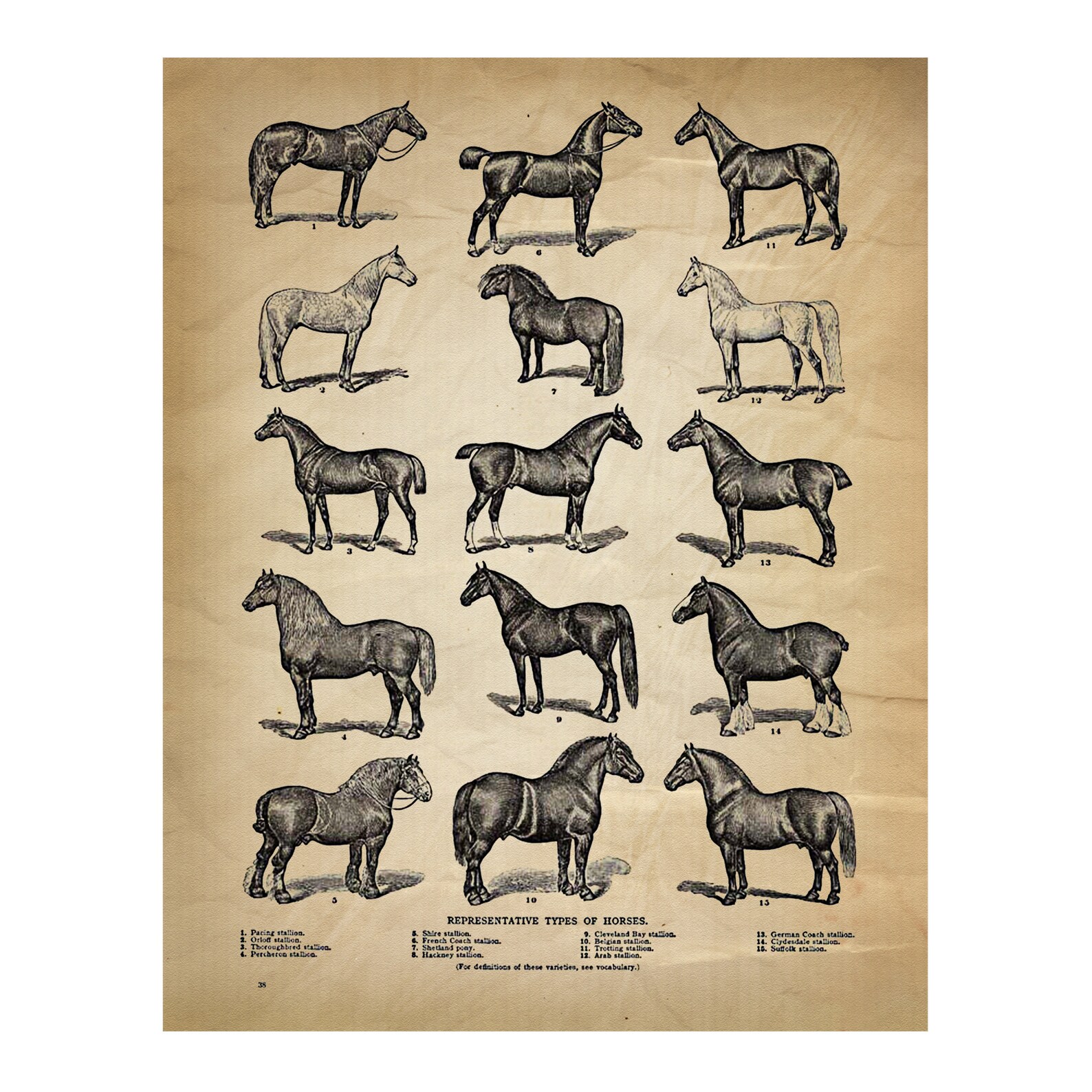 Horse Poster Equestrian Decor Vintage Horse Poster - Etsy.de