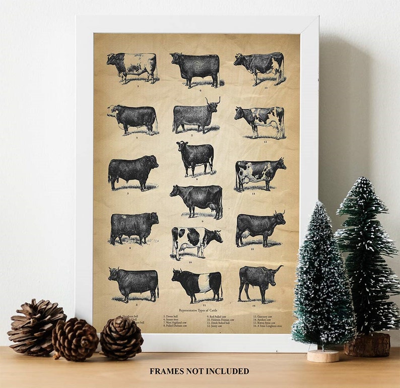 Cow Wall Art Cow Poster Cow Breeds Chart Vintage Cattle - Etsy