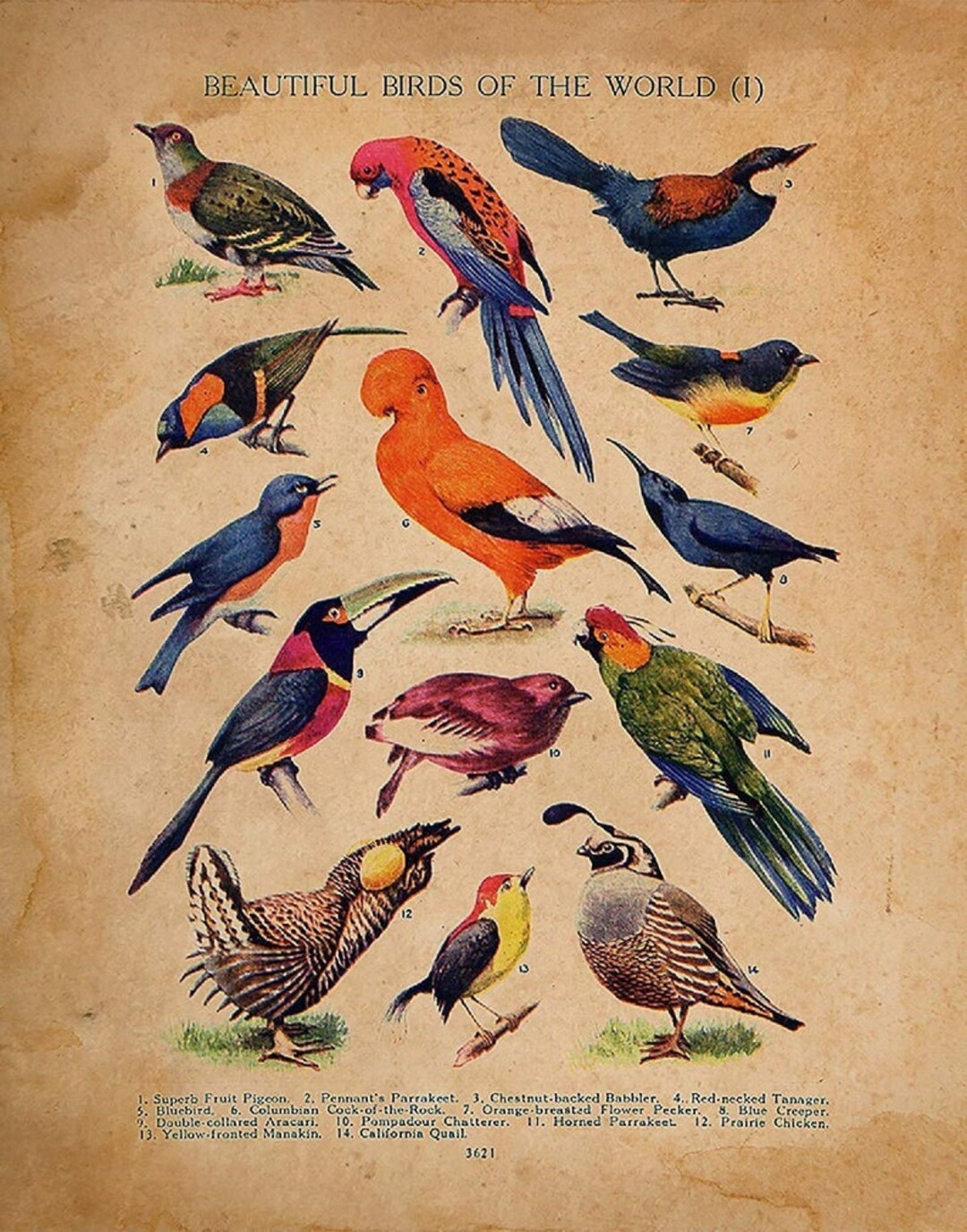 Colorful Birds Song Bird Theme Garden Song Birds Vintage Songbird Art ...