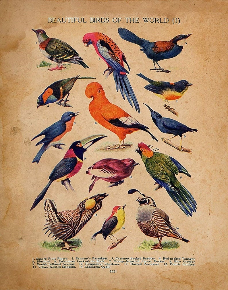 Colorful Birds Song Bird Theme Garden Song Birds Vintage | Etsy