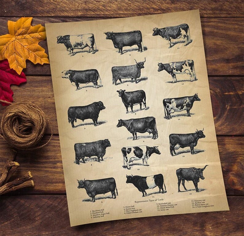 Cow Wall Art Cow Poster Cow Breeds Chart Vintage Cattle Print cow Art ...