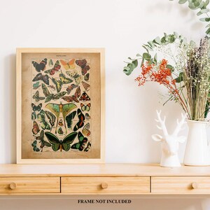 Butterfly Poster Papillon Art Butterflies Poster Millot - Etsy