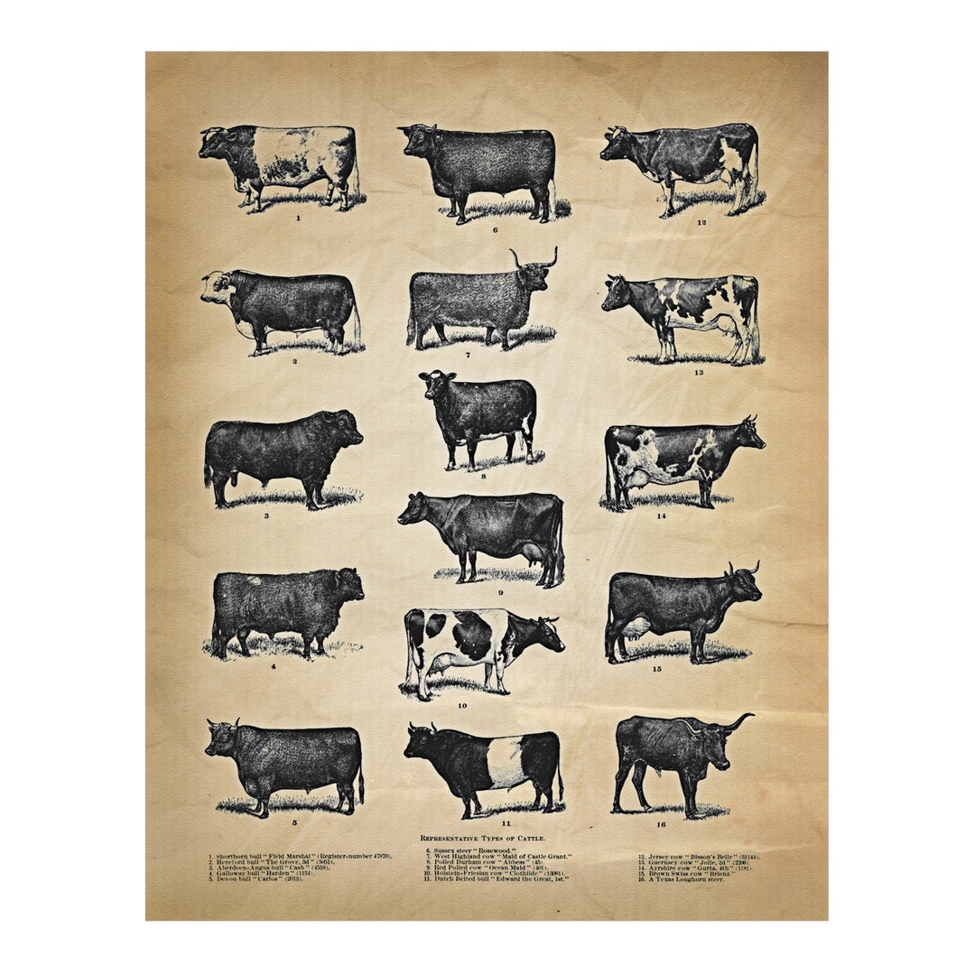 Cow Wall Art Cow Poster Cow Breeds Chart Vintage Cattle Print cow Art ...