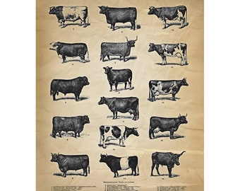 Cattle Breeds Poster | Etsy
