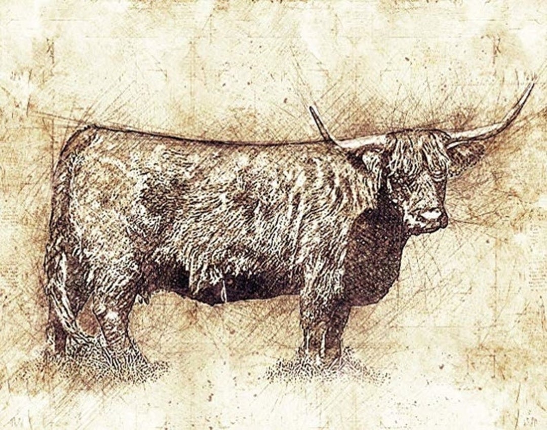 Scottish Highland Cow Highland Cow Print Cow Sketch Art Cattle Breed ...