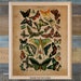 Butterfly Poster Papillon Art Butterflies Poster Millot - Etsy