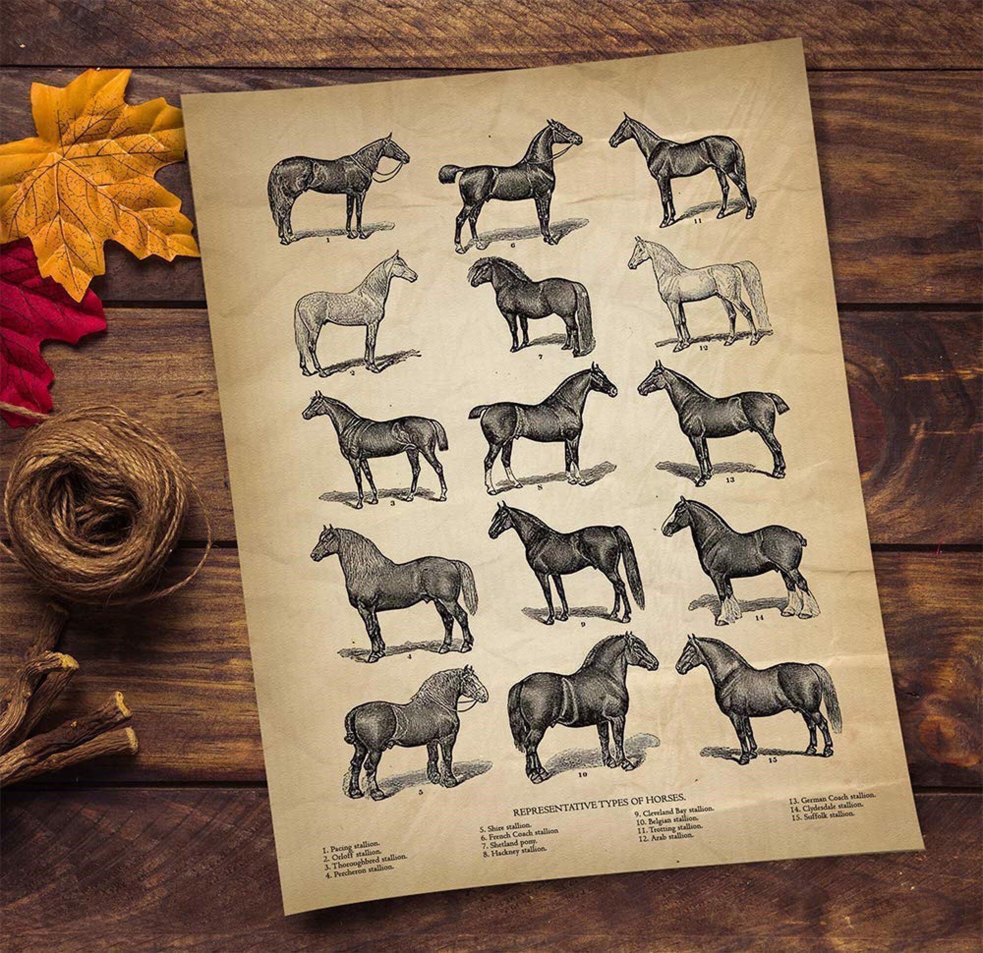 Horse Poster Equestrian Decor Vintage Horse Poster - Etsy.de
