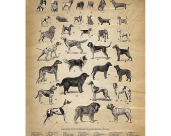 Dog Breeds Poster - Etsy