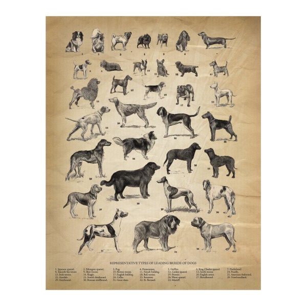 Dog Breeds Poster - Etsy