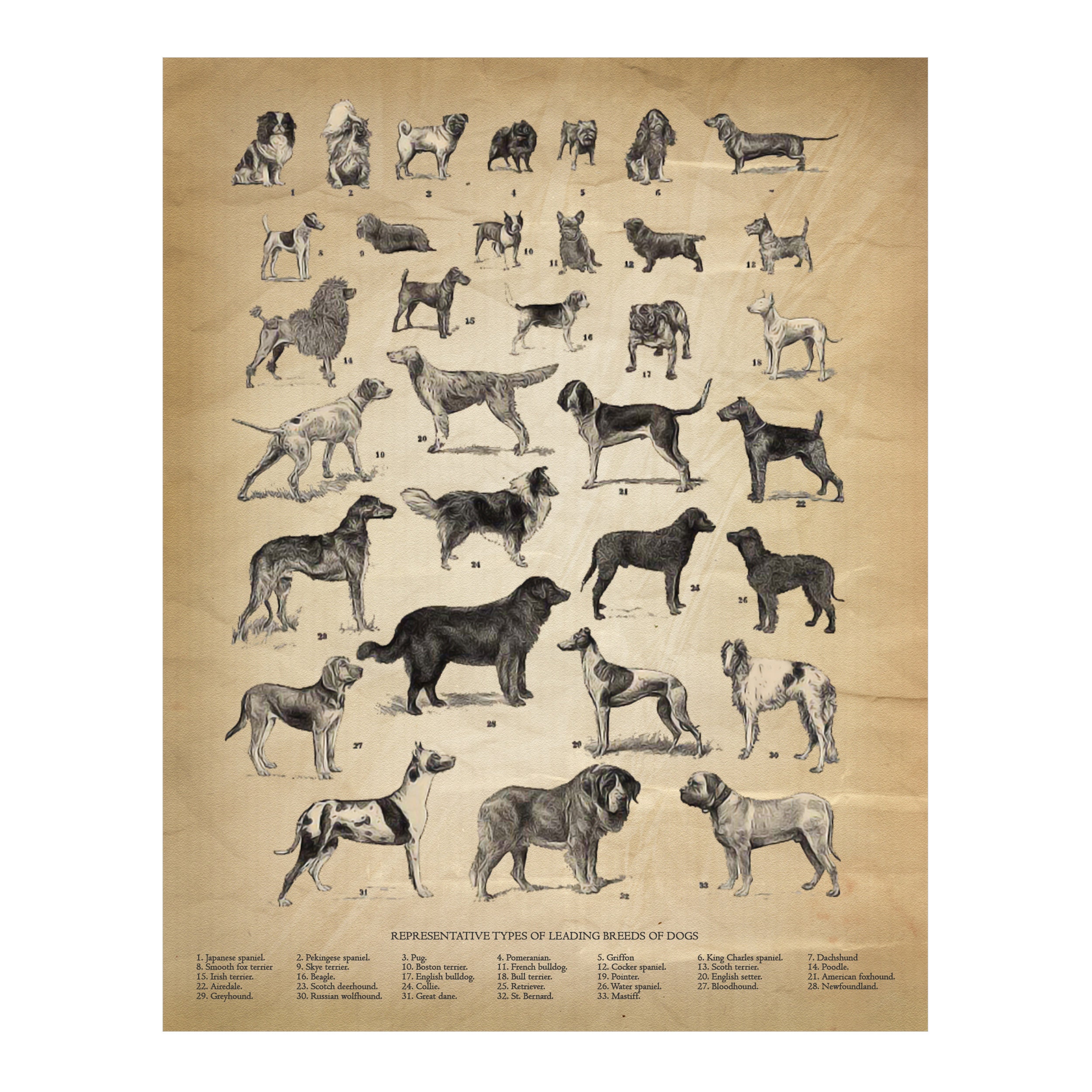 Dog Breed Poster