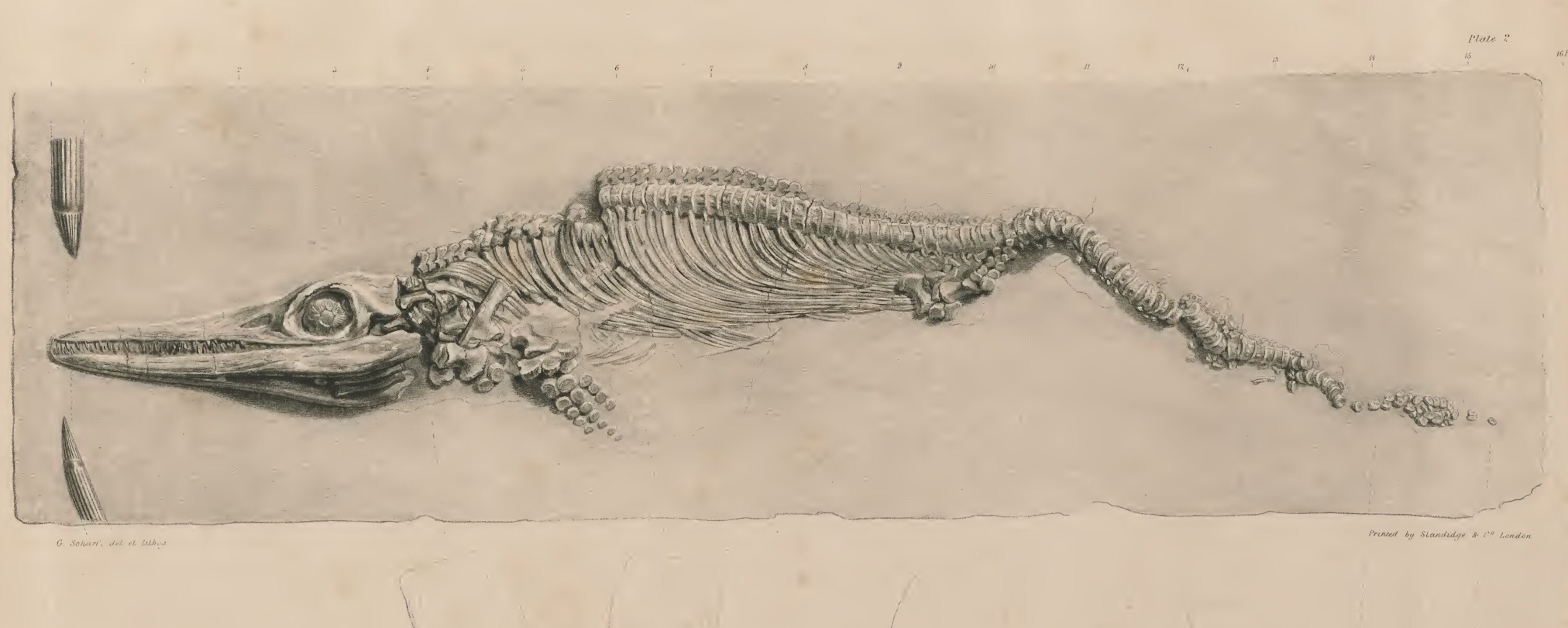 Vintage Scientific Drawing of Aquatic Reptile Ichthyosaurus - Etsy