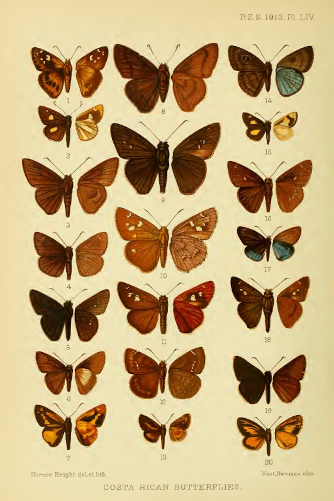 Collection of 5 Vintage Butterfly Drawings - Etsy