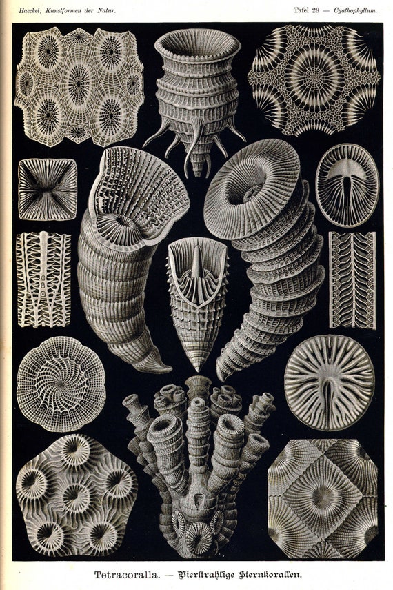 Coral Scientific Illustration
