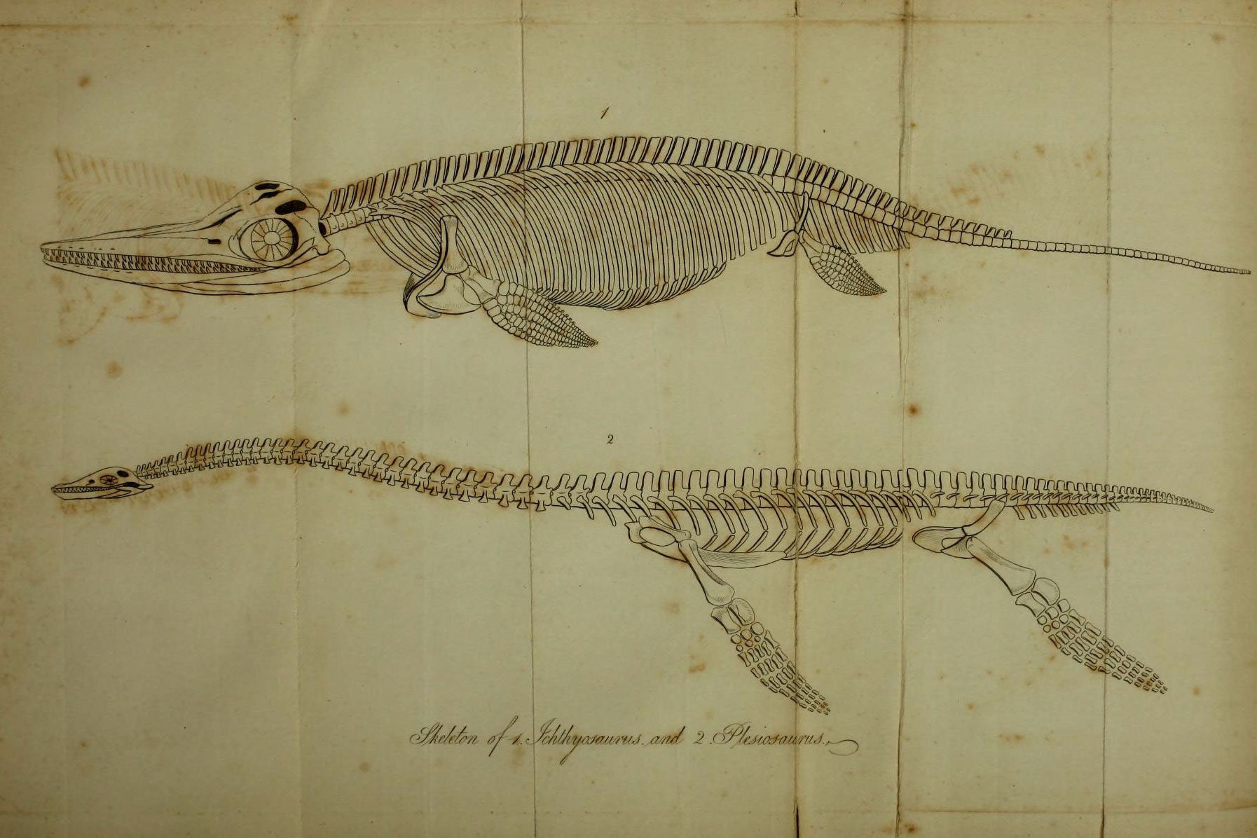 Scientific Drawing of Ichthyosaurus and Plesiosaurus Fossil - Etsy